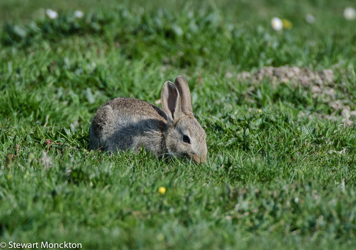 Paying Ready Attention - Photo Gallery: Rabbit!