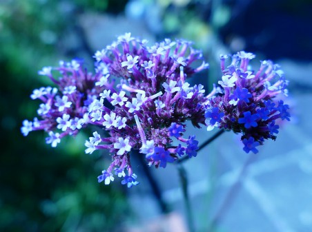 Verbena