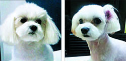 Cosmetic surgery for dogs on the rise?