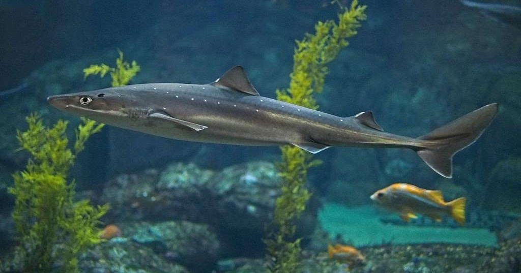 Spiny Dogfish