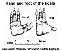 Koalas