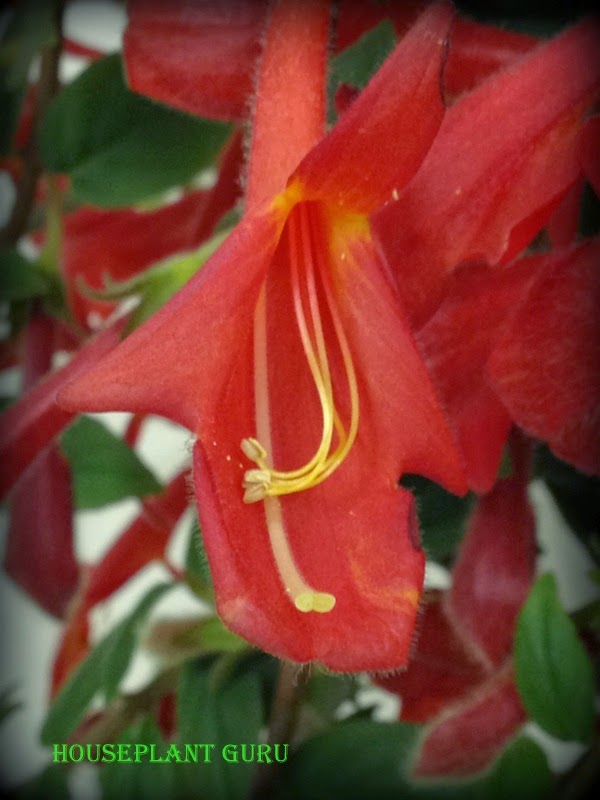 Houseplant Guru: Dancing Dolphins