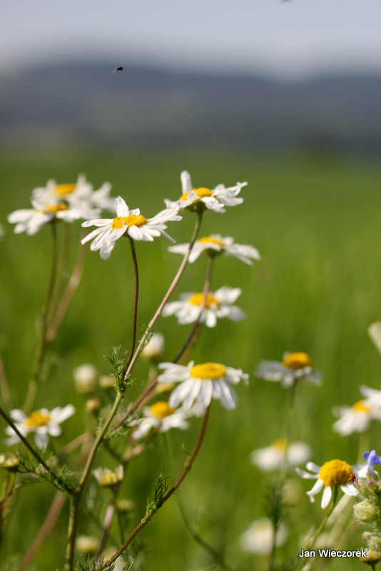DZIKIE SUDETY: Sudeckie zioła - Rumian szlachetny
