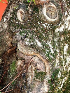 Comedy Plus: funny tree photo to.