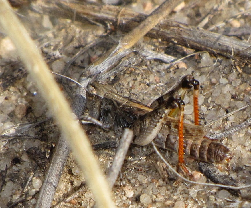 Bug Eric: White-whiskered Grasshopper