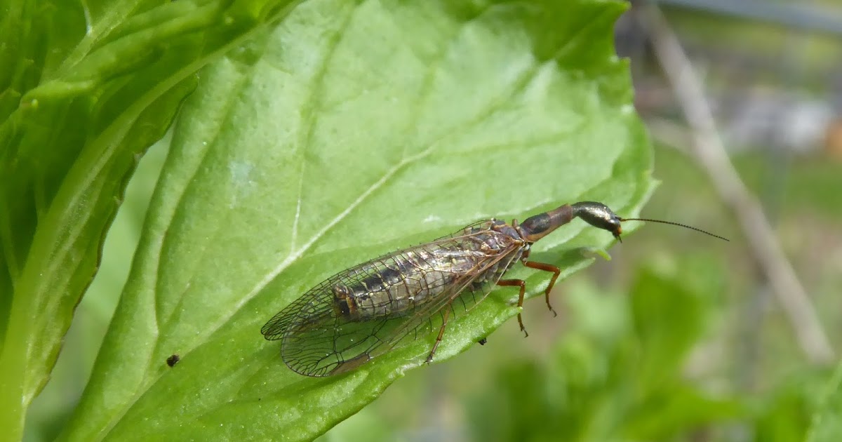 From Seed To Table: A Good Bug From the Age of Dinosaurs