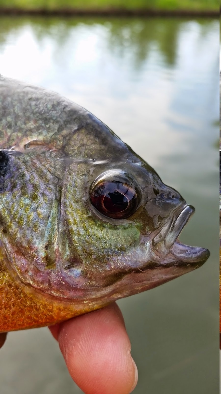 CARF Outdoors: The bluegill