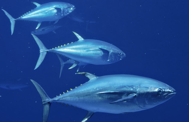 Atlantic Bluefin Tuna | The Biggest Animals Kingdom