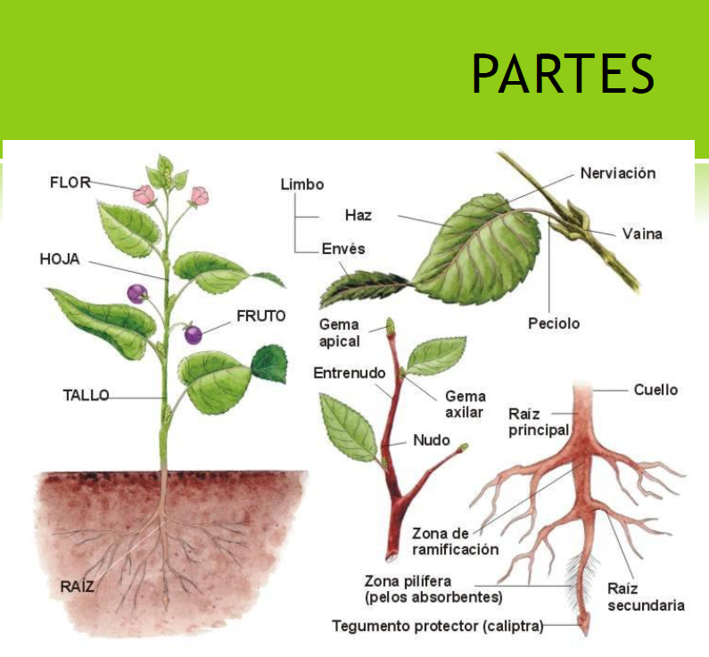 CIENCIA TECNOLOGÍA Y AMBIENTE : REINO PLANTAE