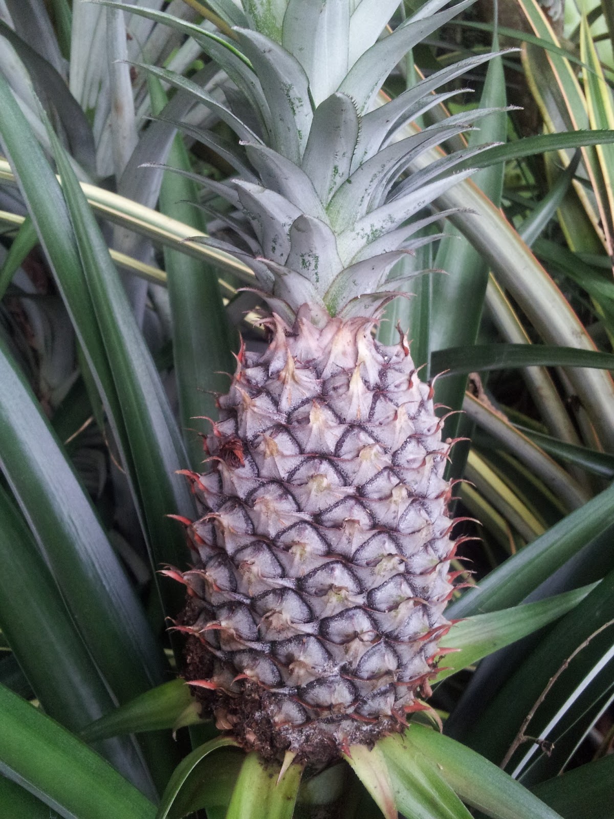 New Blog: Singapore Zoo!!