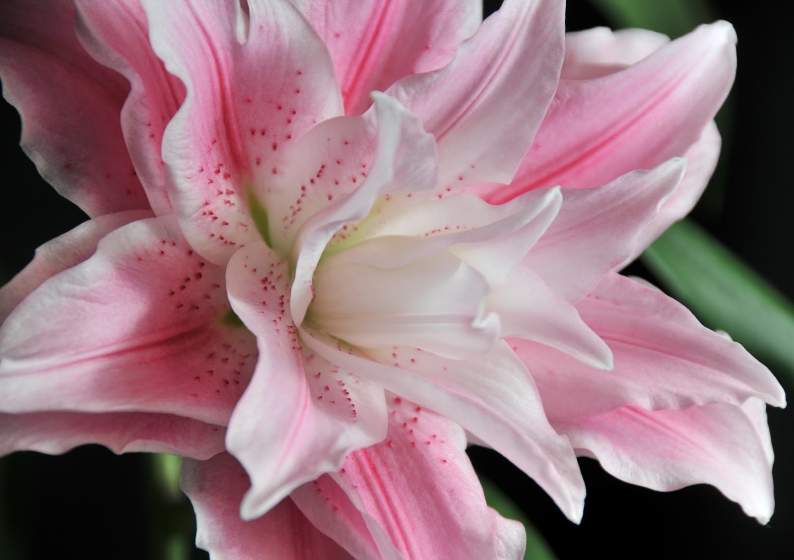 The Intricate World of Roselilies - Cultivation Of Crops