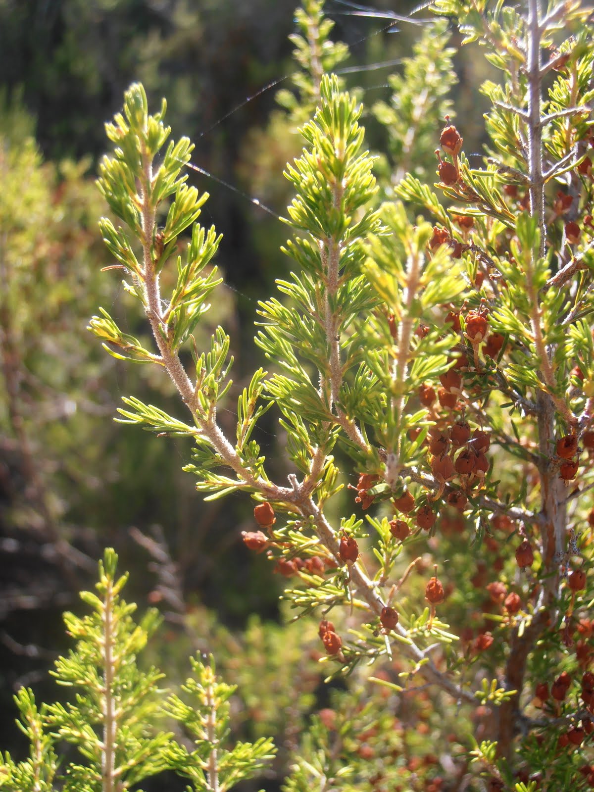 Entre plantas y bichos: Erica arborea (Brezo blanco)