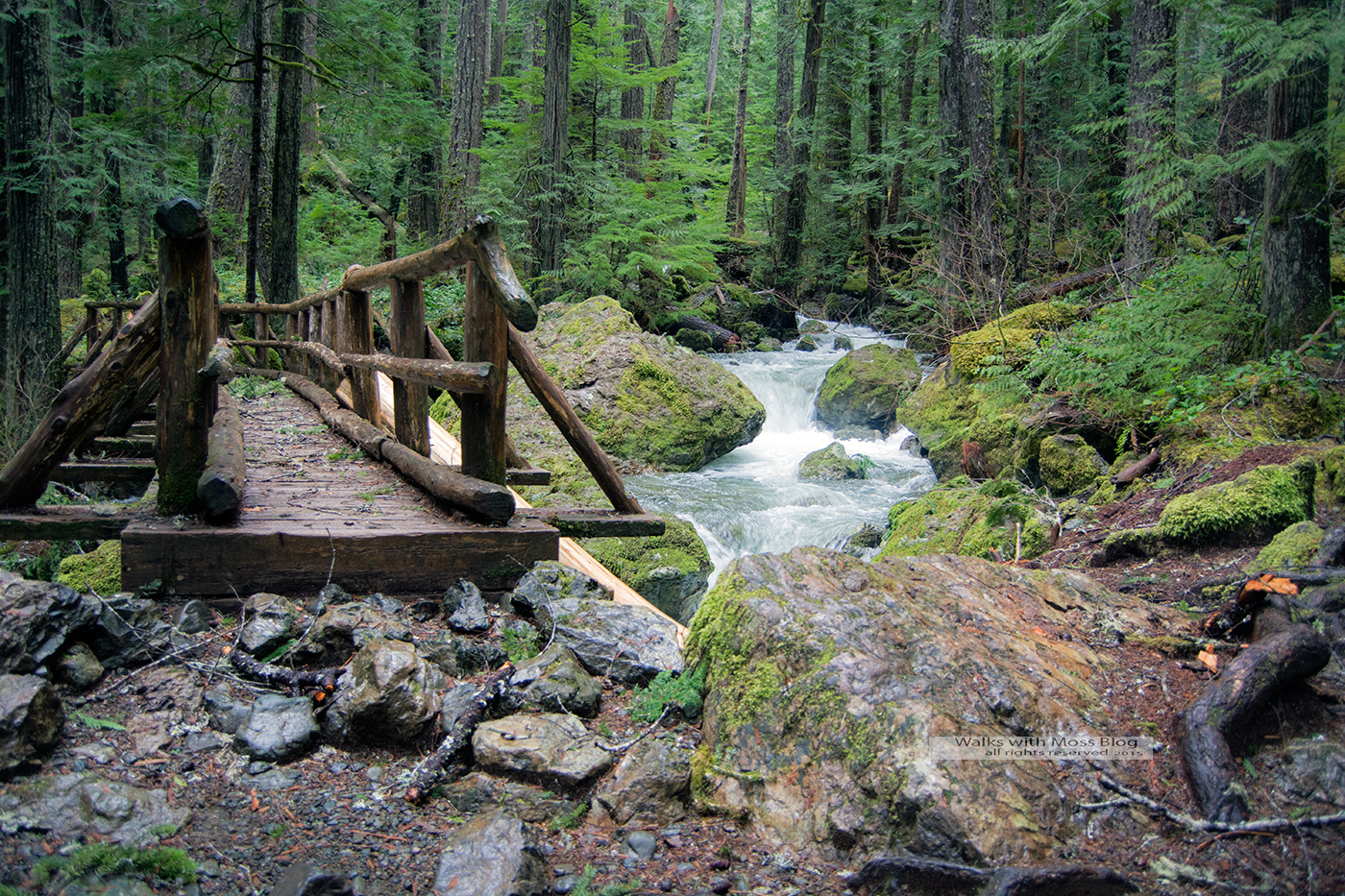 Walks with Moss: Water under the bridge at Lena Lake