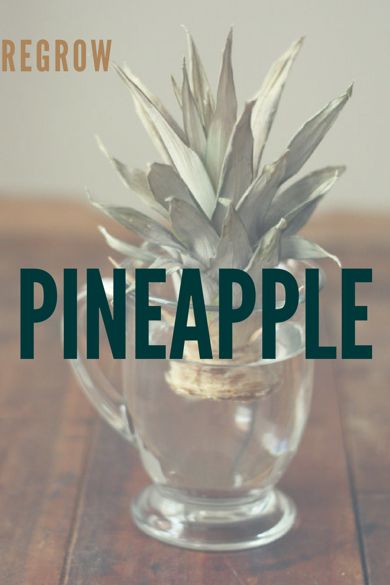 Regrow Vegetables Indoors - Food You Can Regrow From Scraps | Living ...