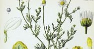 musetel planta medicinala-chamomile herb | Farmacia Naturală