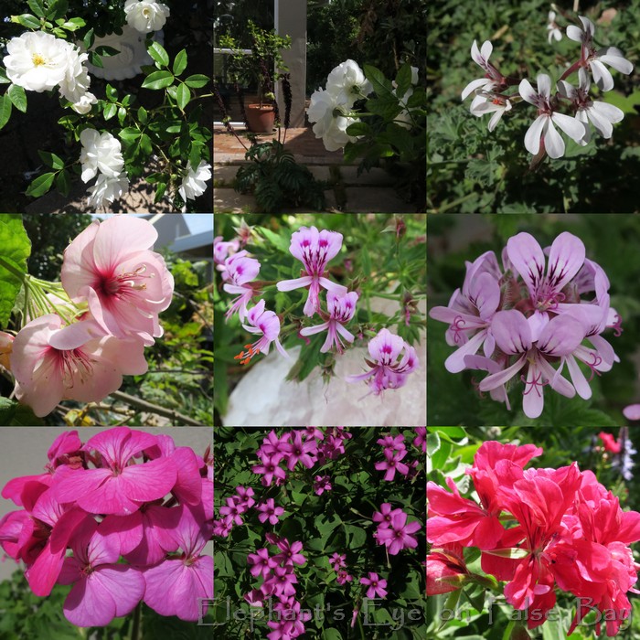 False Bay garden in October