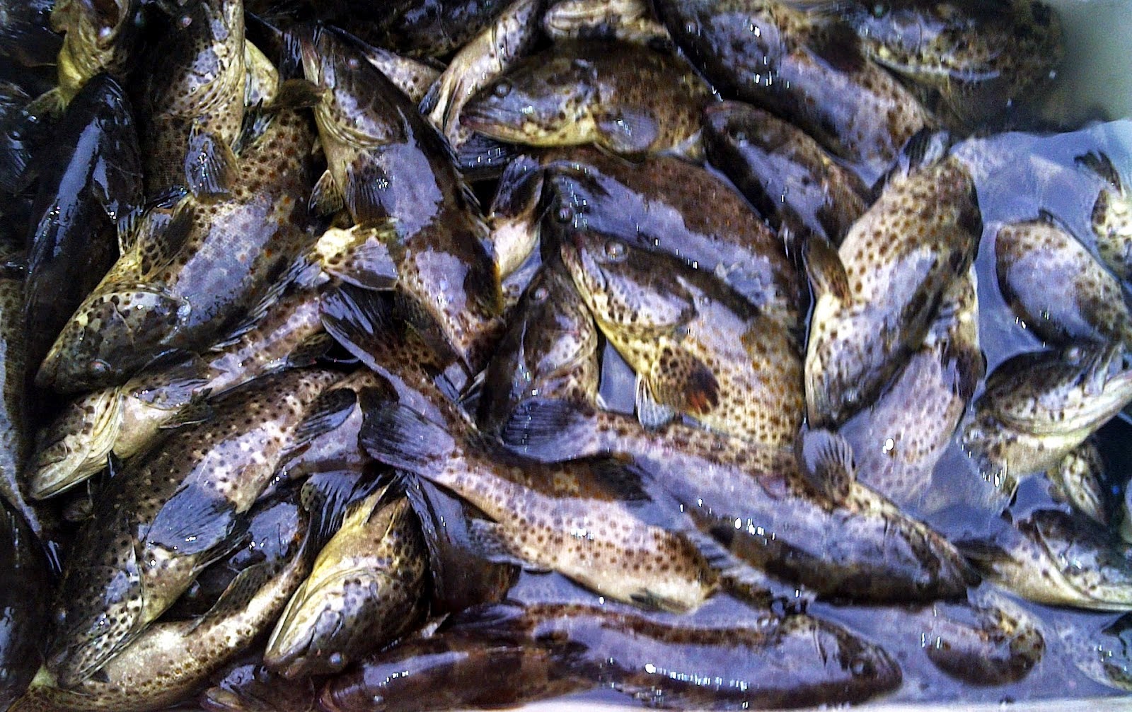 Cara Teknik Budidaya Ikan Kerapu di Keramba Jaring Apung (KJA)