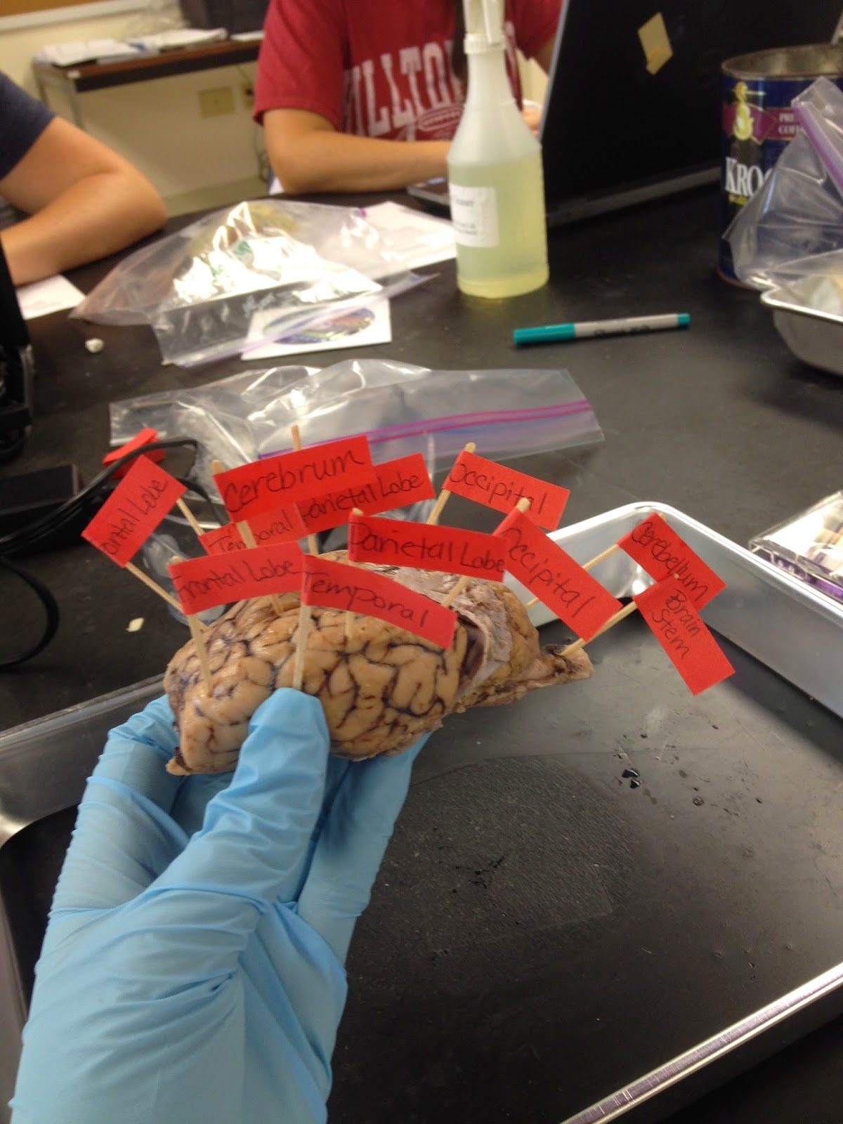 KCHS Biomedical Sciences: Newest PLTW Class at KC is Underway...