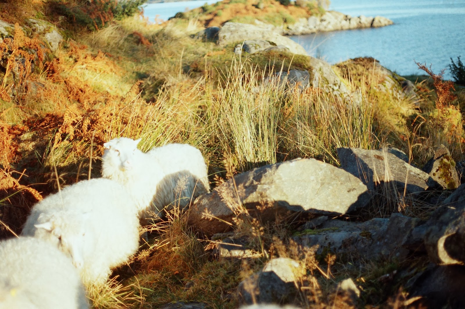 norway's coast in the fall, lygra