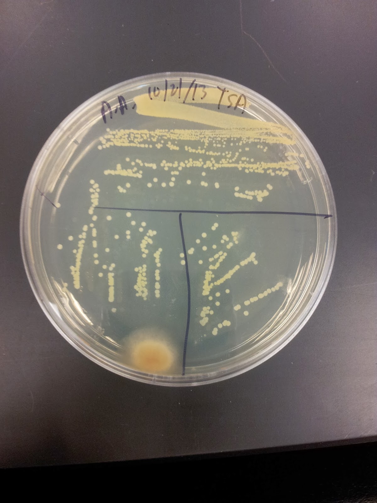 S-STEM Scholar Alexis Almazan's Blog: First Week as Stem Intern ...