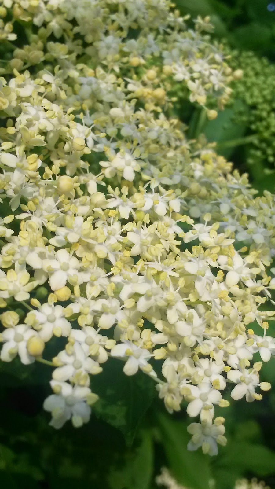 Maríustakkur: Yllir blóm og pönnukökur