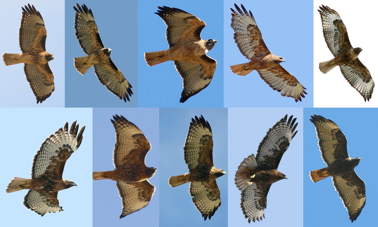 What are these pigeons (1-4)? 5 is a Columba livia. Are they breeds or ...