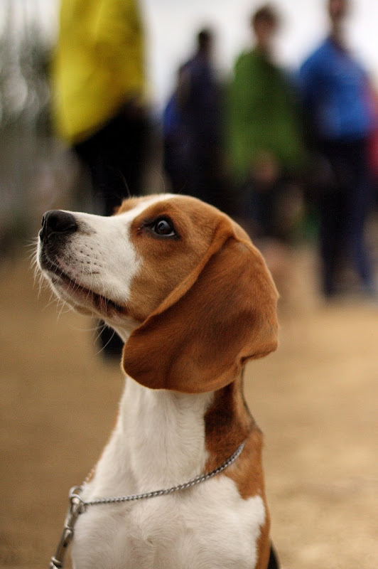 Club Agility la Daga (Lleida): Nuestros perros
