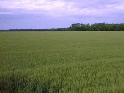 Relevo: Tipos de Relevo