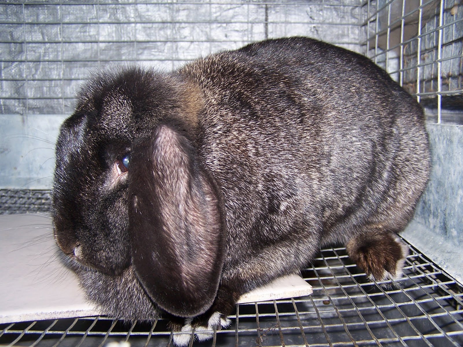 Shire Ranch: Rabbitry Update