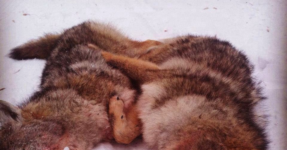 Skye Goode: Putting Up Coyote Fur