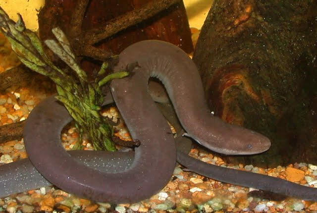 Variety of Life: May 2011