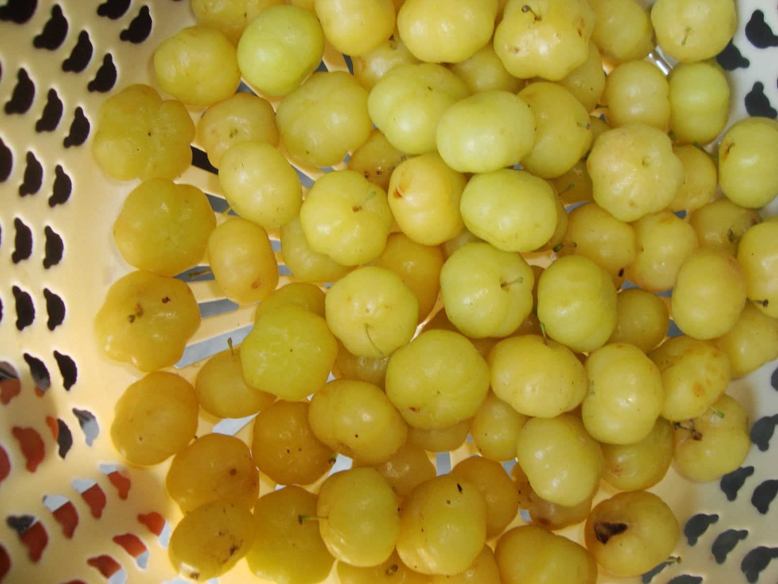 Living with Nature - School on Blog by Dr. Abercio V. Rotor: 2024