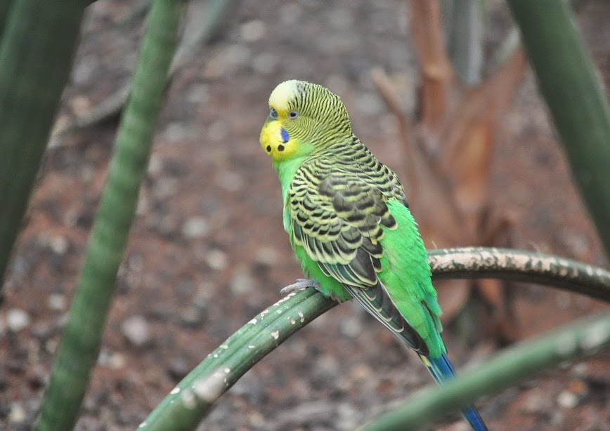 ZOOTOGRAFIANDO (6.100 ANIMALS): PERIQUITO COMÚN / BUDGERIGAR ...