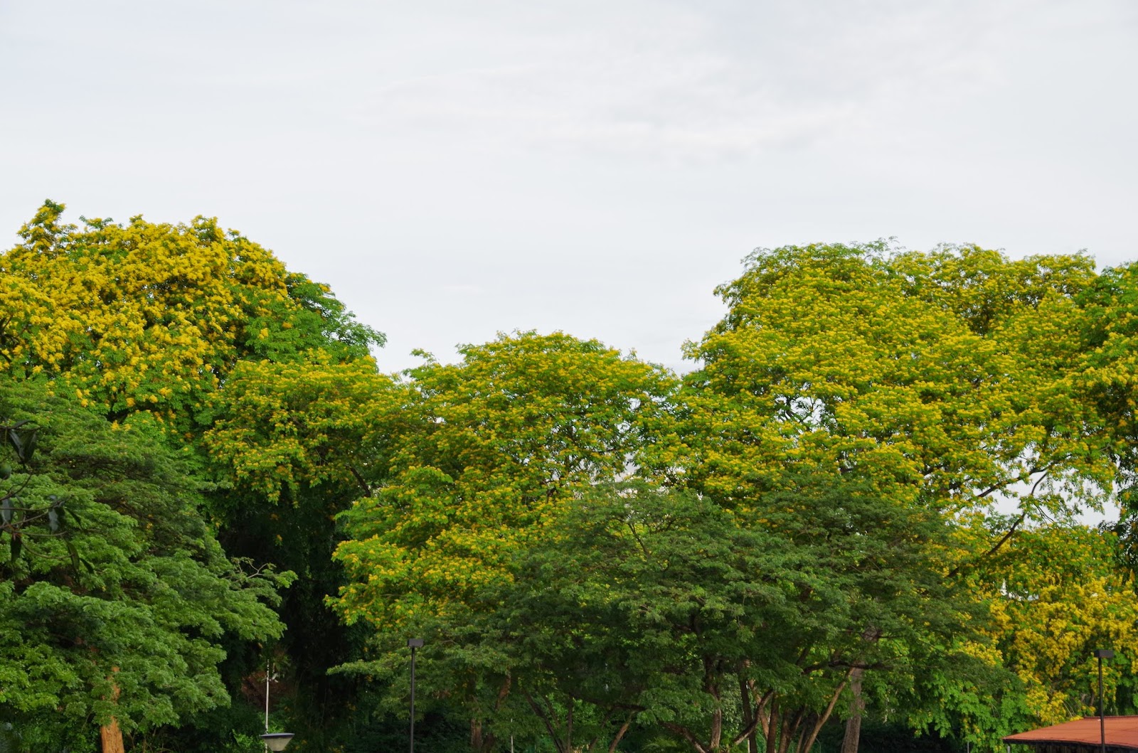 Trees and Plants: Angsana