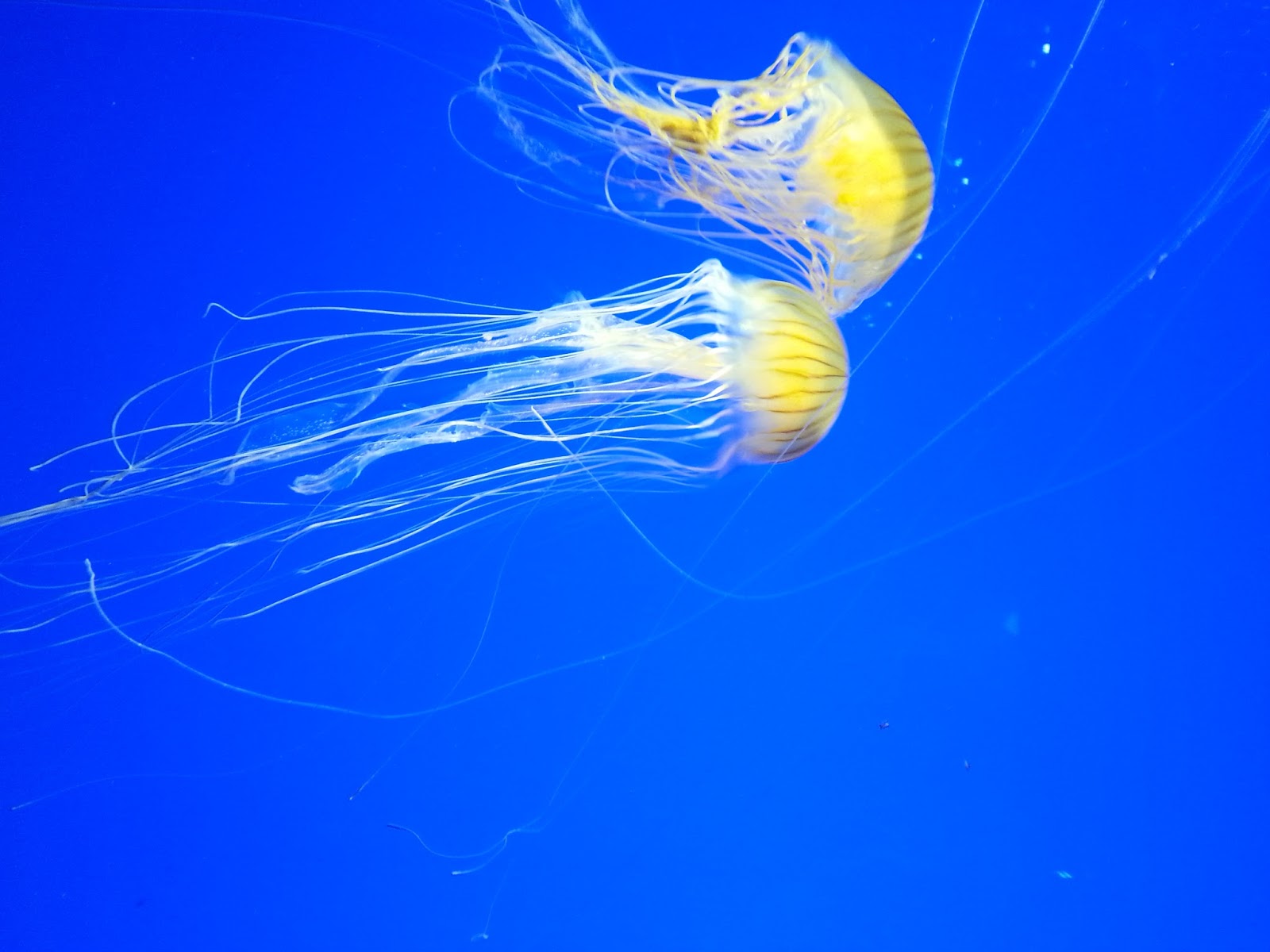 Een Kwal Als Huisdier - Vogels
