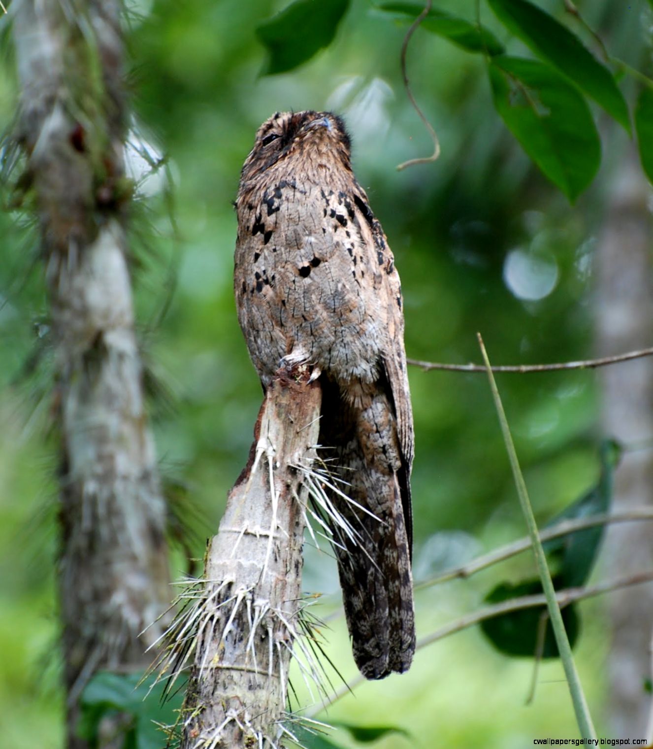 Potoo Bird | Wallpapers Gallery