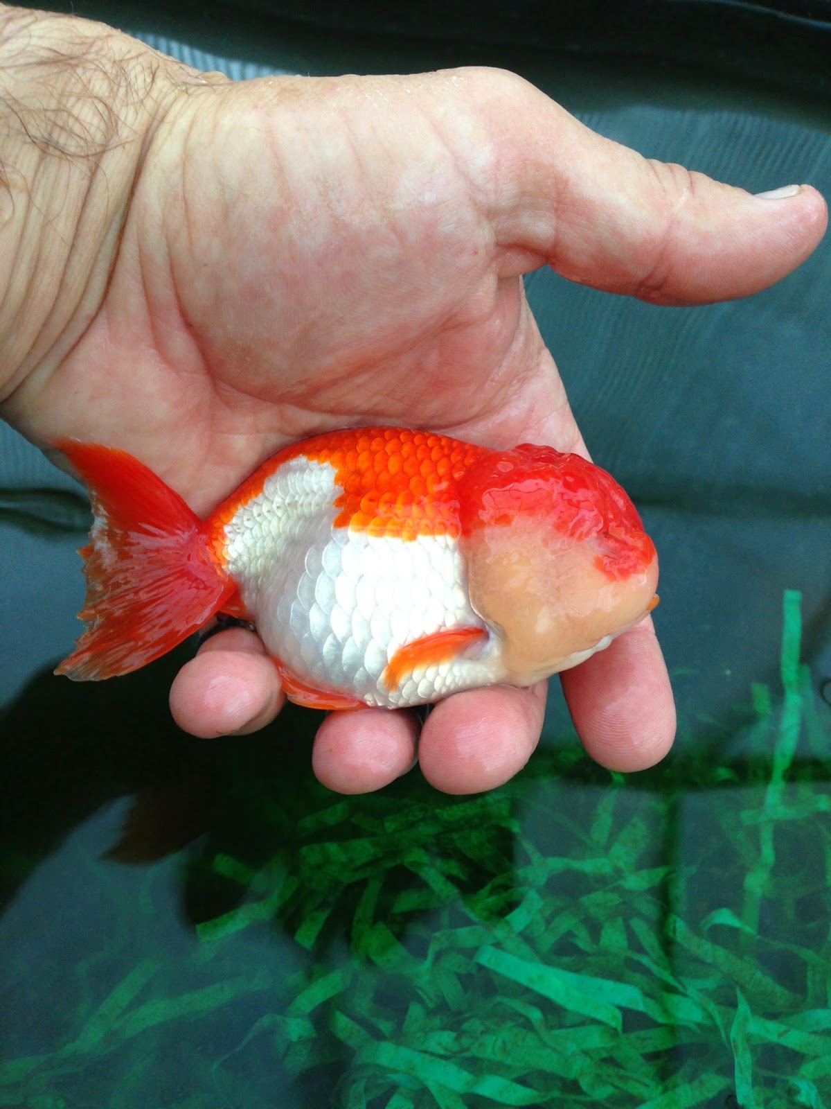 Suzuki x Kageyama Top View Ranchu