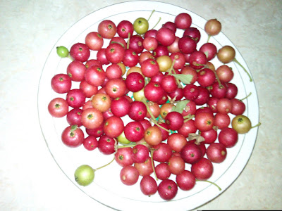 iza pink house: Buah Kersen/Talok, Penyembuh Asam Urat