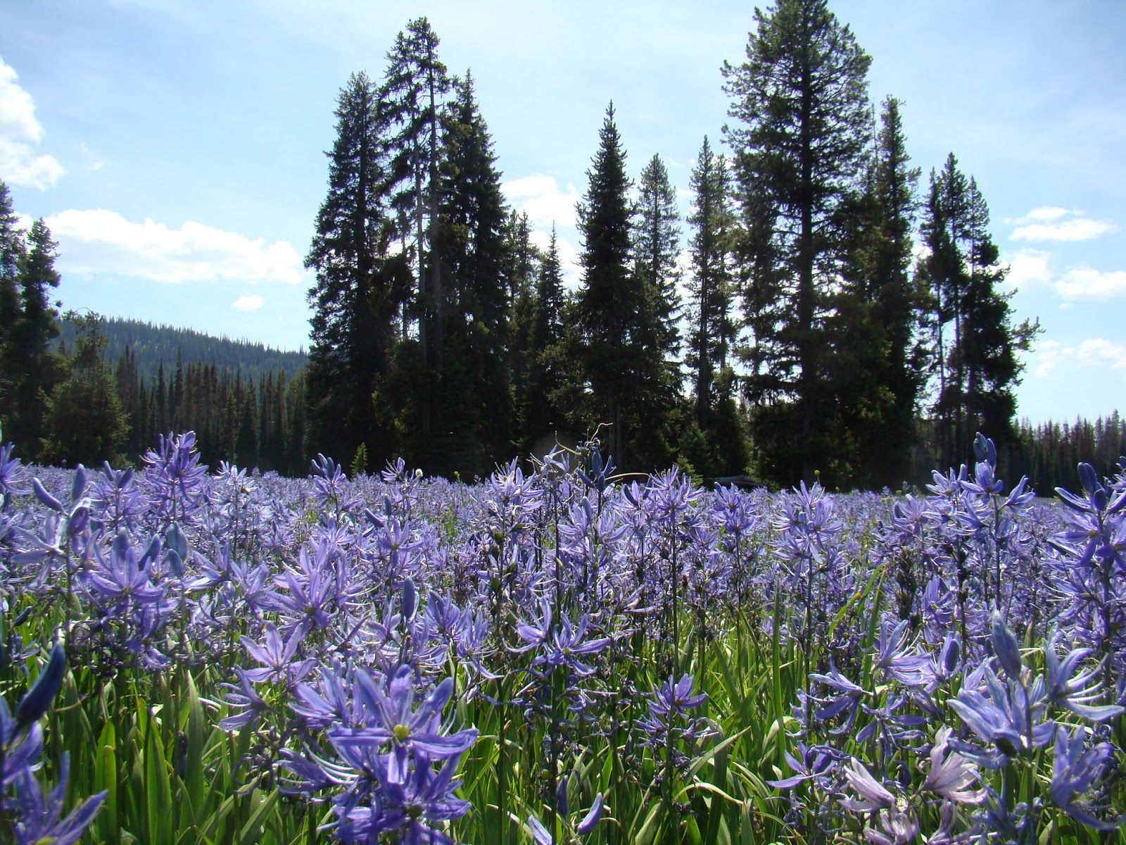 Pilgrims' Journey: Camas Flowers at Lolo Pass
