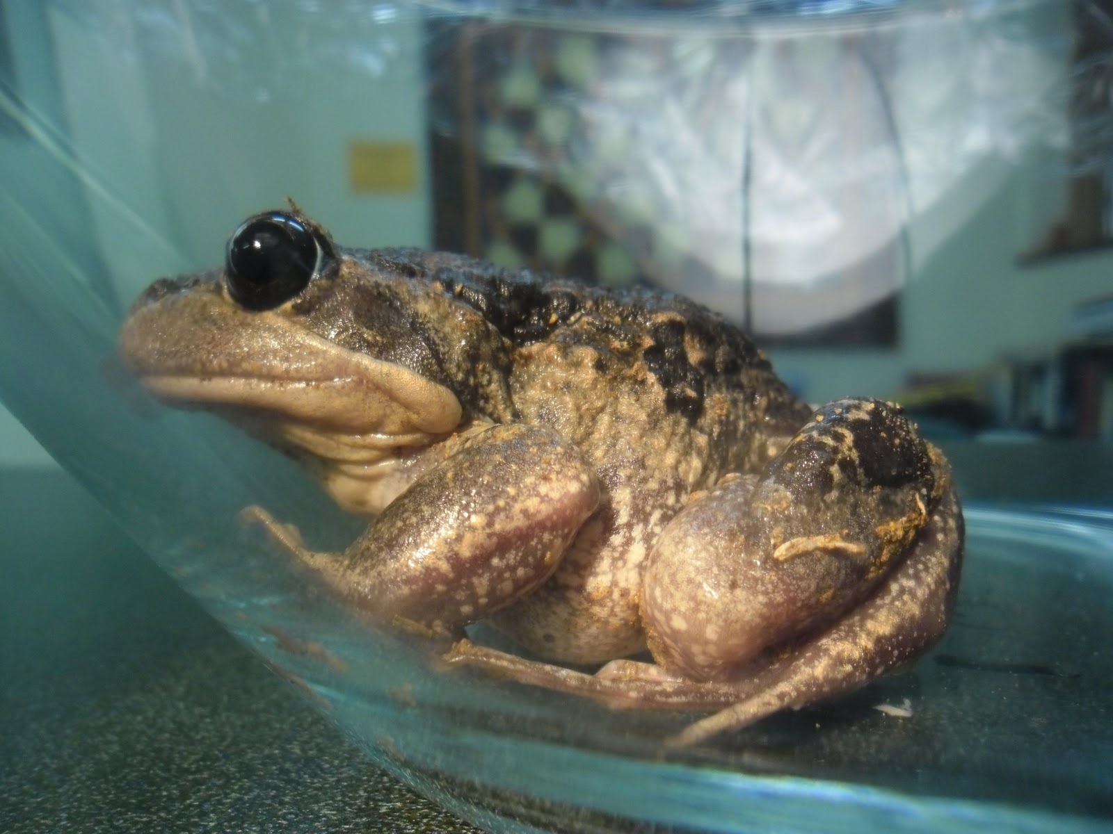 Wheatbelt biodiversity: Frog Watch in Quairading
