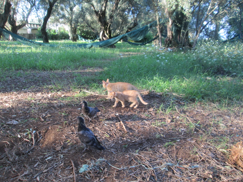 Two Red Cats 20 - Pigeons (part 1) - Katzenworld