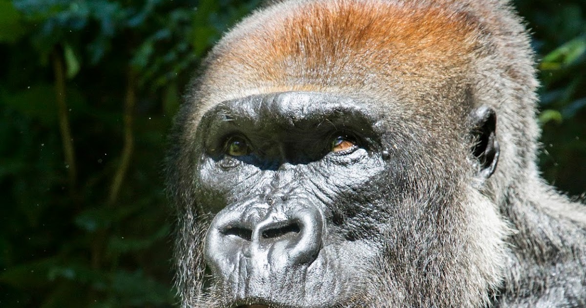 Becoming a silverback: Leo's story