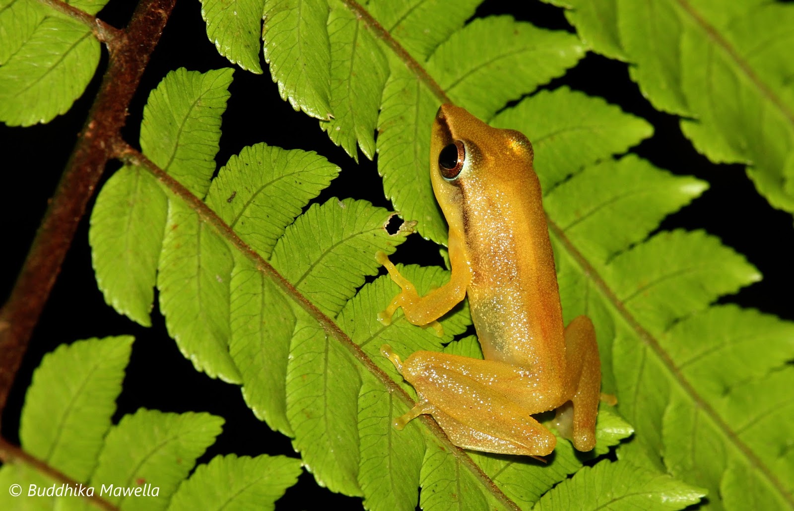 Lanka Nature Summary: Sri Lanka Petite Shrub-frog (Pseudophilautus tanu)