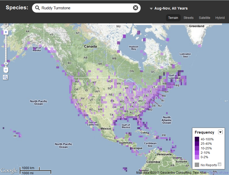 What I learned about Ruddy Turnstone from eBird - Pacific NW Birder