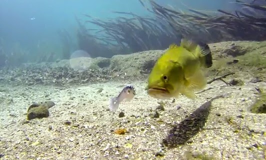 International Fishing News: UNDERWATER VIDEO: Bass Eats Lure in Clear ...