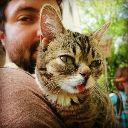 Meet this cute Lil Bub (25 pics) | Amazing Creatures