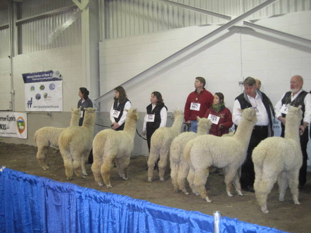 Northern Solstice Alpaca Farm: North American Alpaca Show