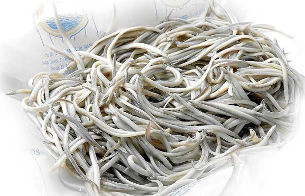 Las angulas y anguilas siguen conquistando la gastronomía española - El ...