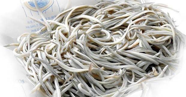 Las angulas y anguilas siguen conquistando la gastronomía española - El ...