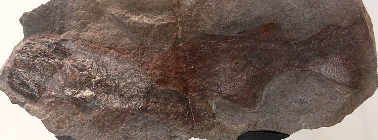 Louisville Fossils and Beyond: 2018